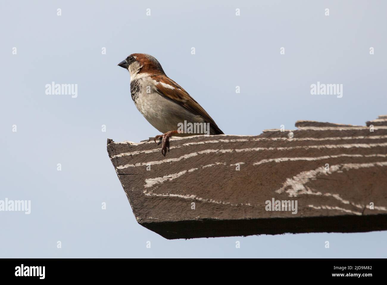 Passeri in natura immagini e fotografie stock ad alta risoluzione - Alamy