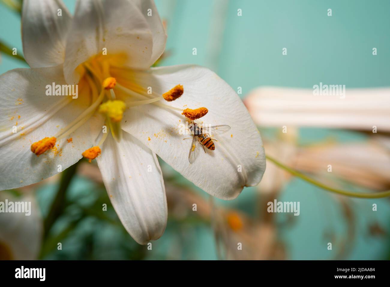 Ape terrestre immagini e fotografie stock ad alta risoluzione - Alamy