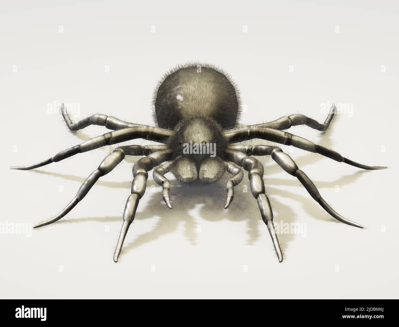 3D resa di Spider Tarantula. Il ragno più grande in termini di apertura ...