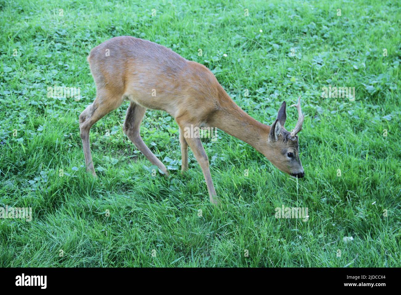 Capriolo con corna immagini e fotografie stock ad alta risoluzione - Alamy