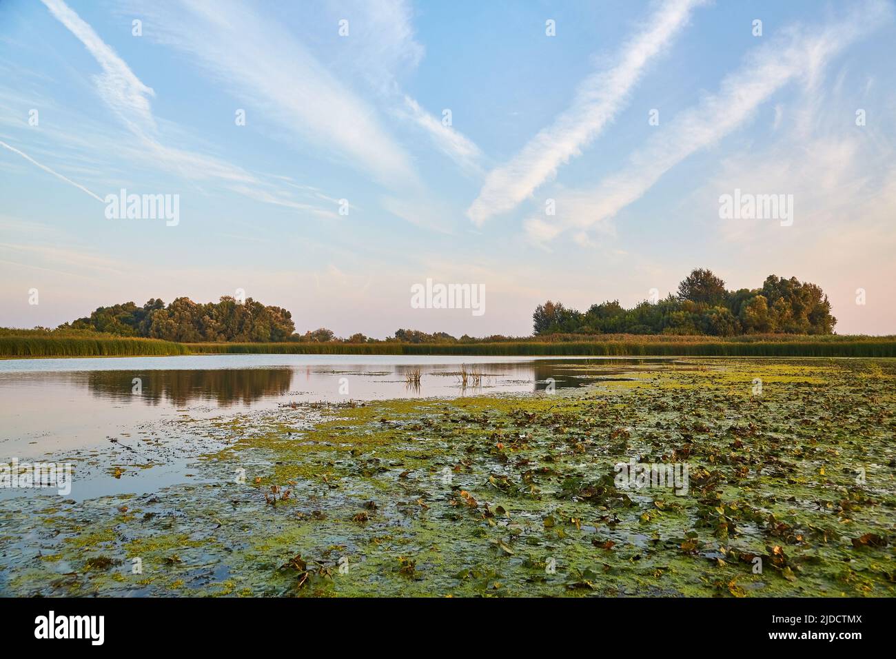 Piante di piante del lago immagini e fotografie stock ad alta ...