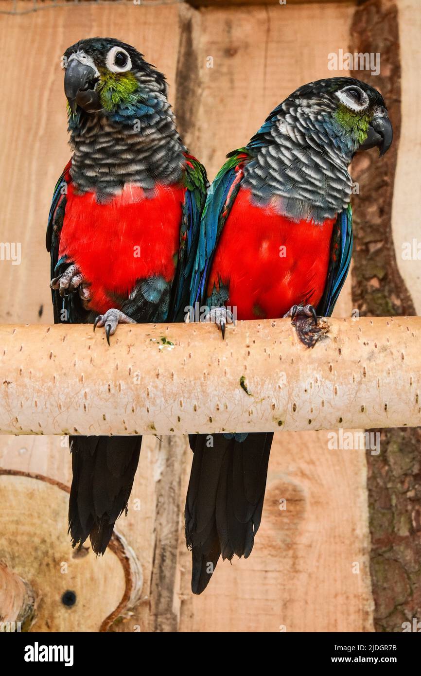 Pappagalli colorati uccelli tropicali immagini e fotografie stock ad ...