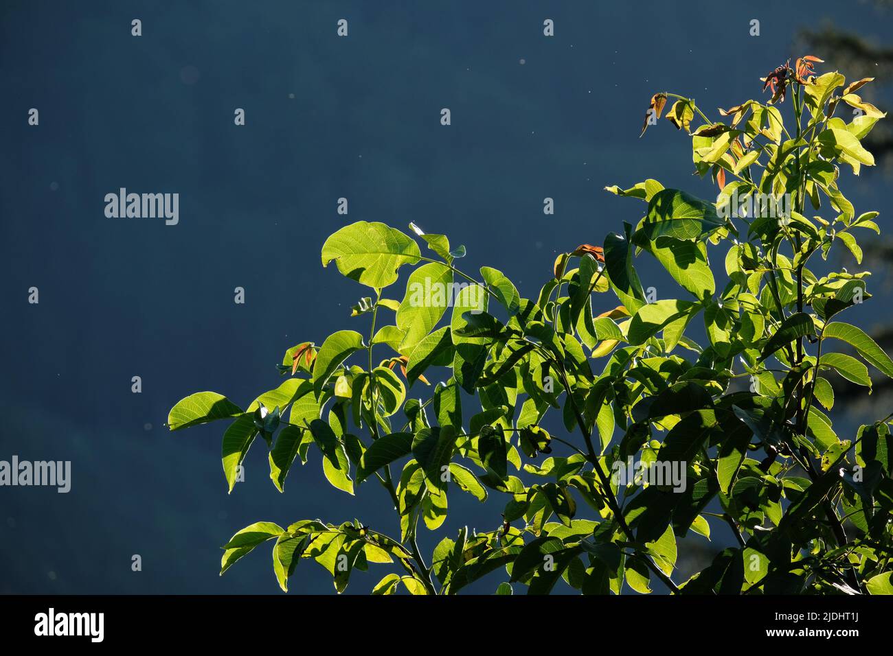 Rami che spuntano immagini e fotografie stock ad alta risoluzione - Alamy