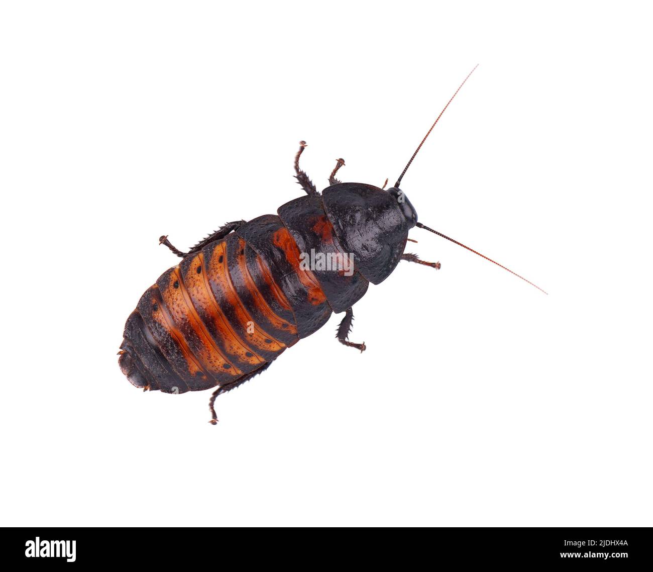 Scarafaggio sibilante madagascar Immagini senza sfondo e Foto Stock ...