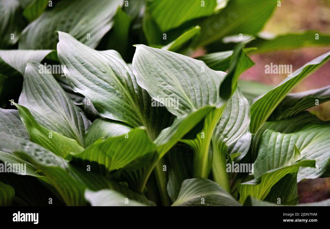 Un impianto hosta funkia in primo piano. Una pianta con foglie grandi ...