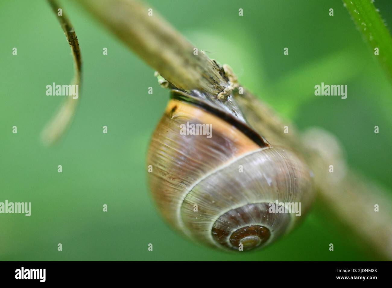 Macro immagine di lumaca immagini e fotografie stock ad alta ...