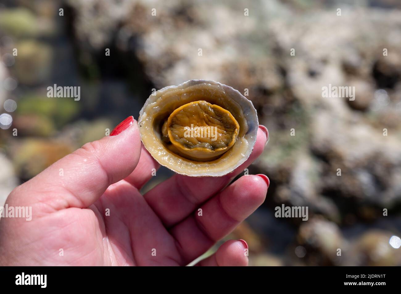 Molluschi d'acqua di mare commestibili patella caerulea, specie di ...
