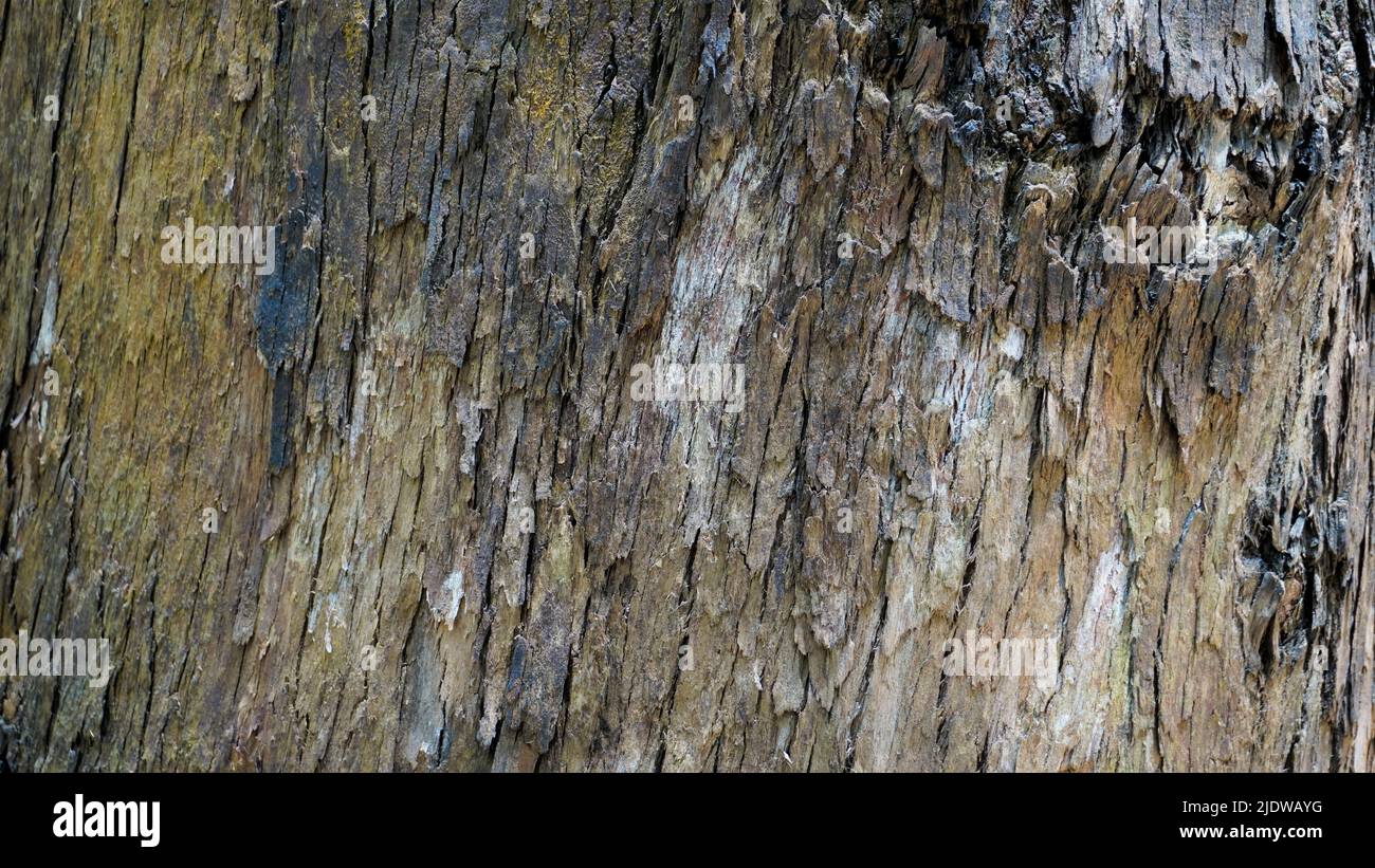 Seamless tileable wood texture immagini e fotografie stock ad alta ...