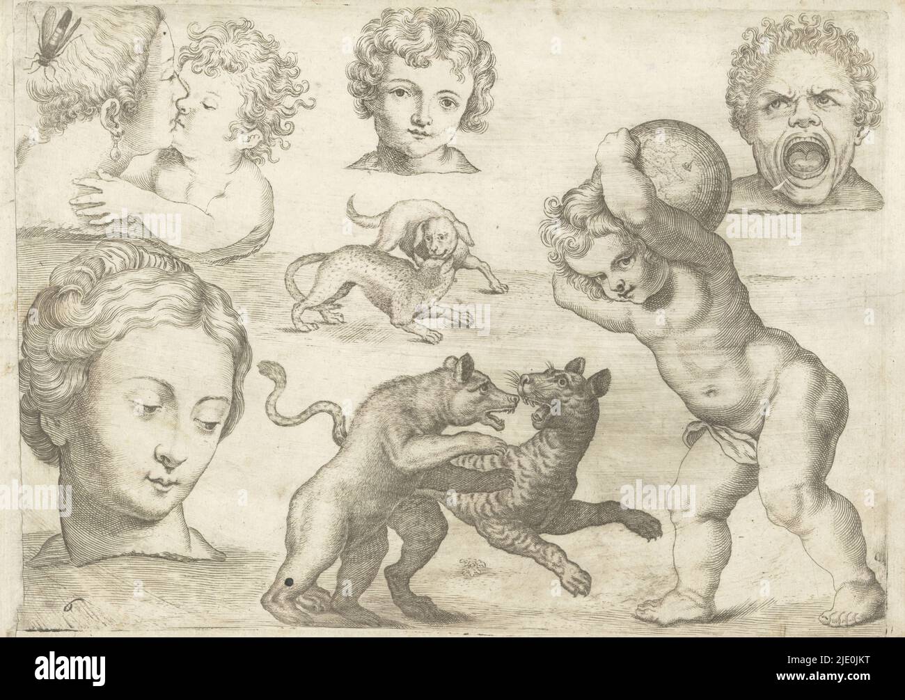 Animali da combattimento di mezzo immagini e fotografie stock ad alta ...