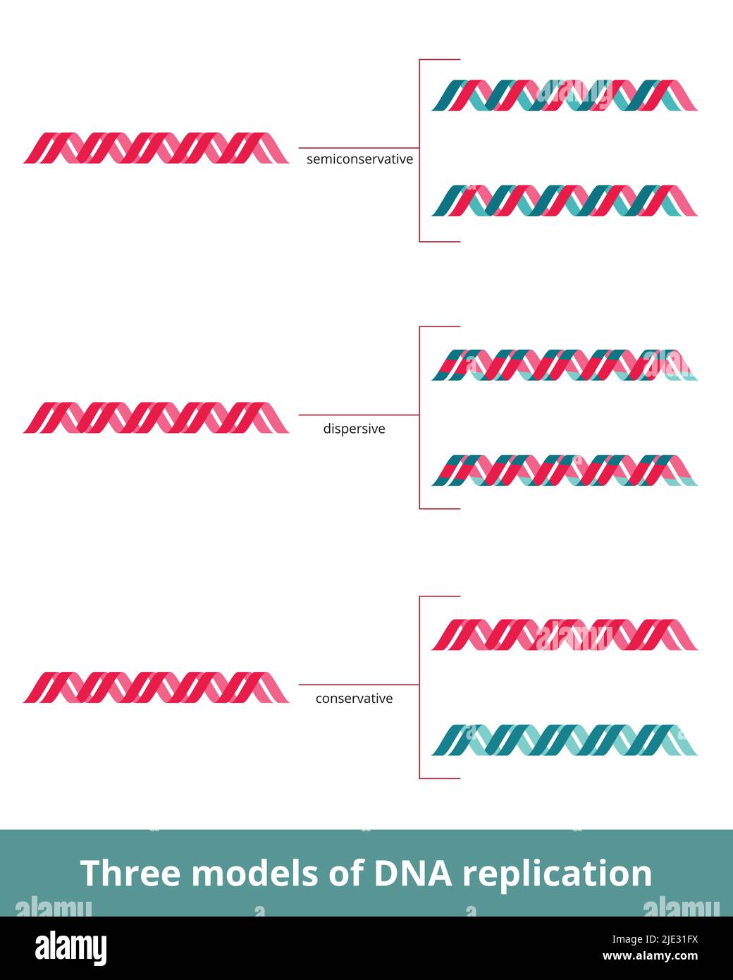 Tre modelli di replicazione del DNA. Modelli visualizzati di ...