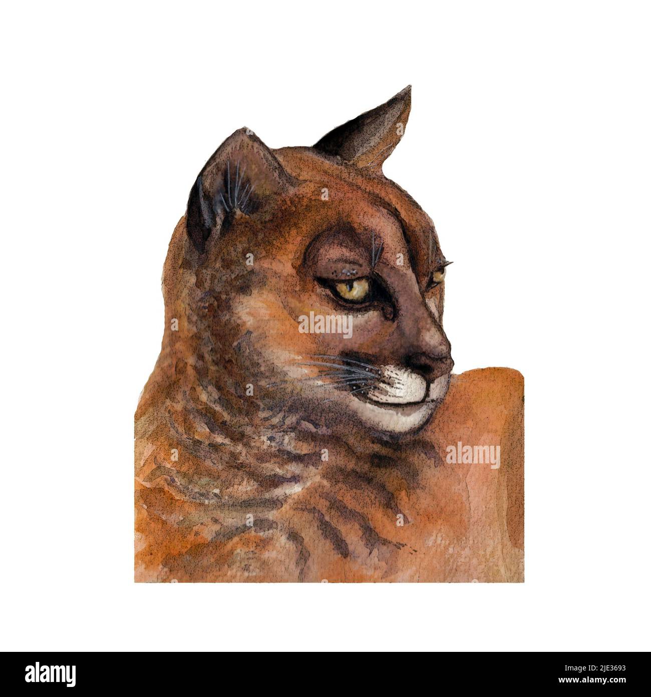 Puma della foresta immagini e fotografie stock ad alta risoluzione - Alamy