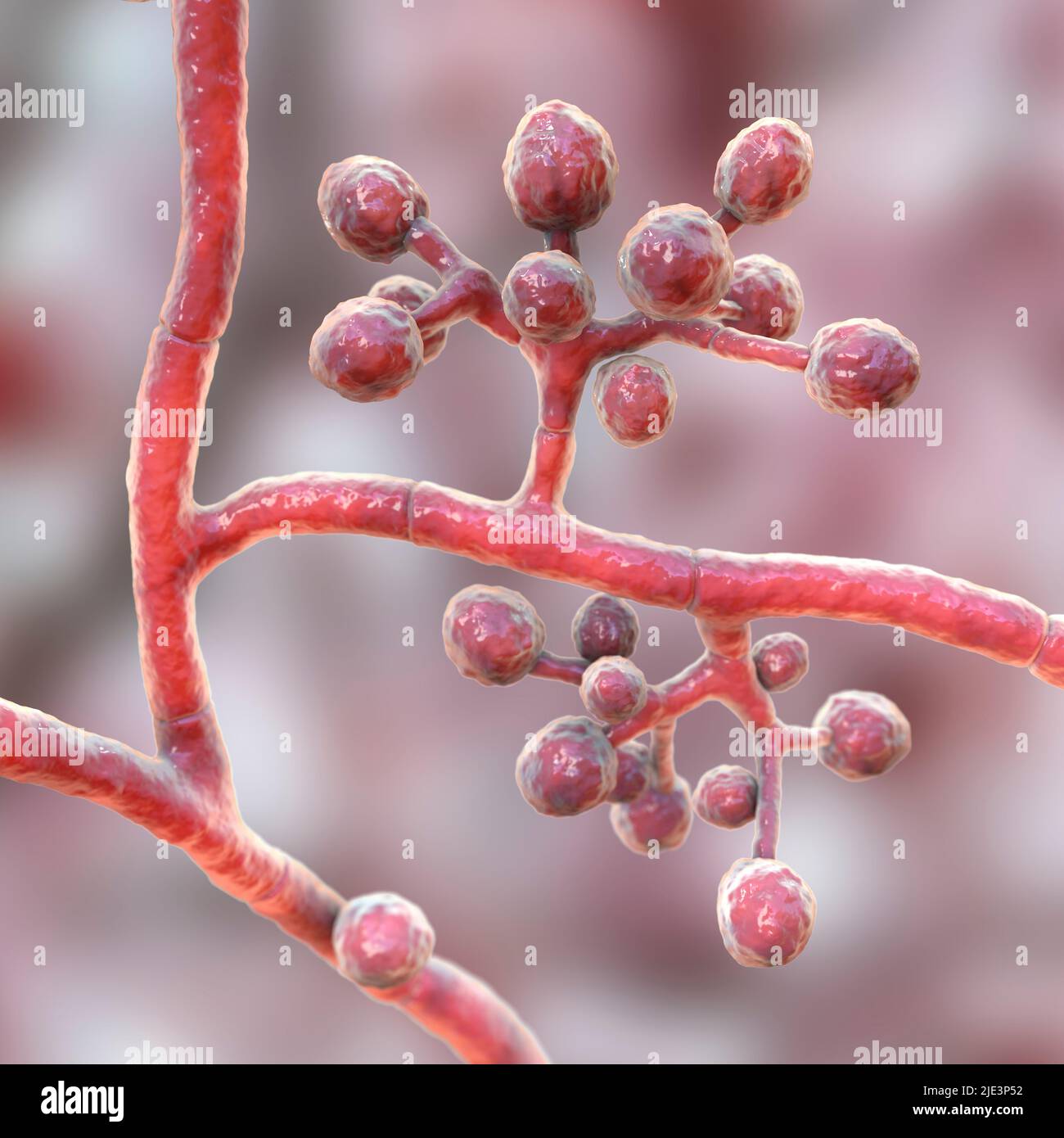 Funghi Trichophyton mentagrophytes, la causa del piede dell'atleta ...