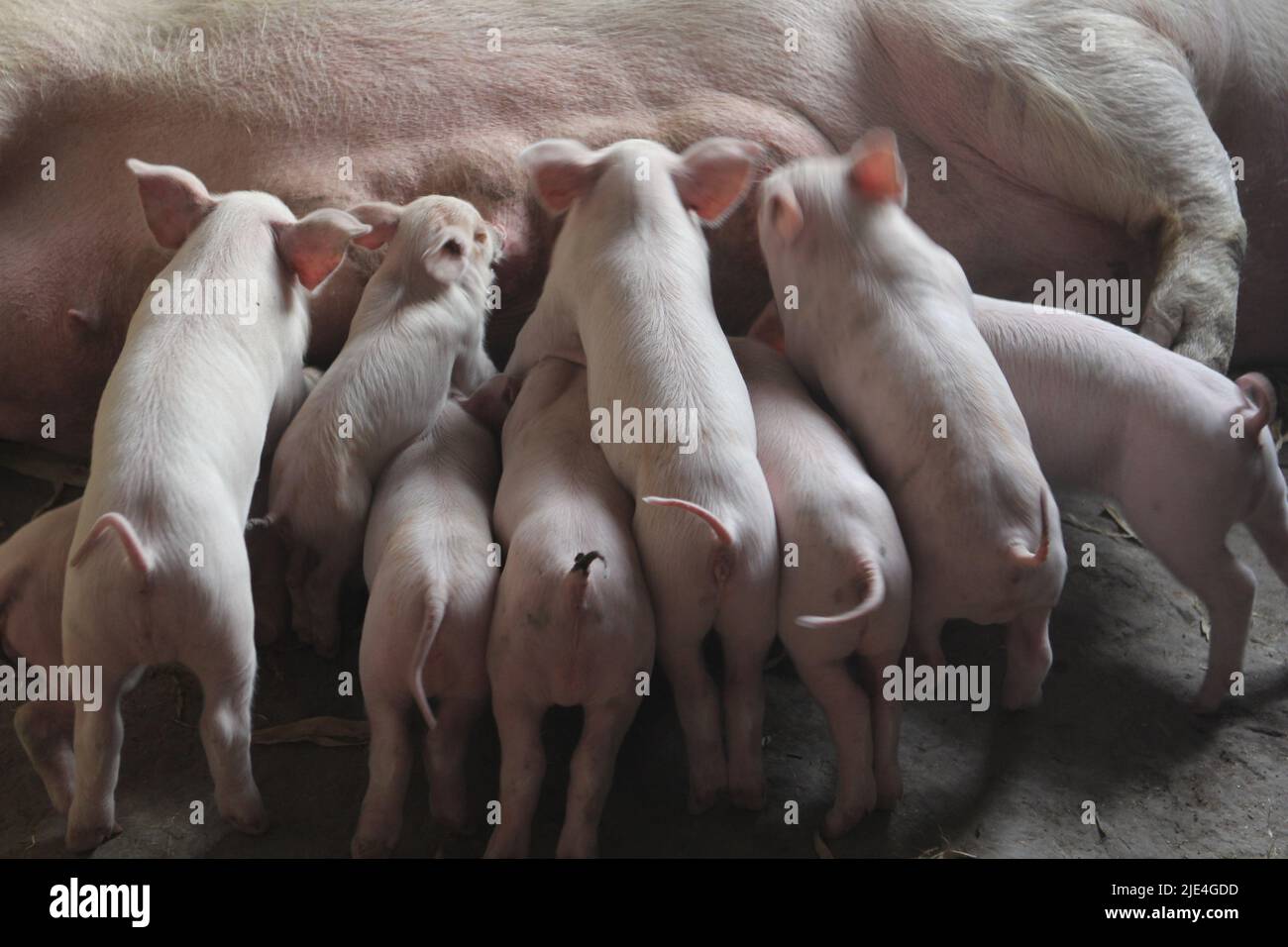 Piccoli vertebrati immagini e fotografie stock ad alta risoluzione - Alamy