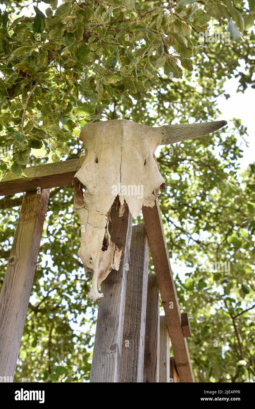 ossa del cranio, cranio della mucca, cranio del toro, toro, mucca ...