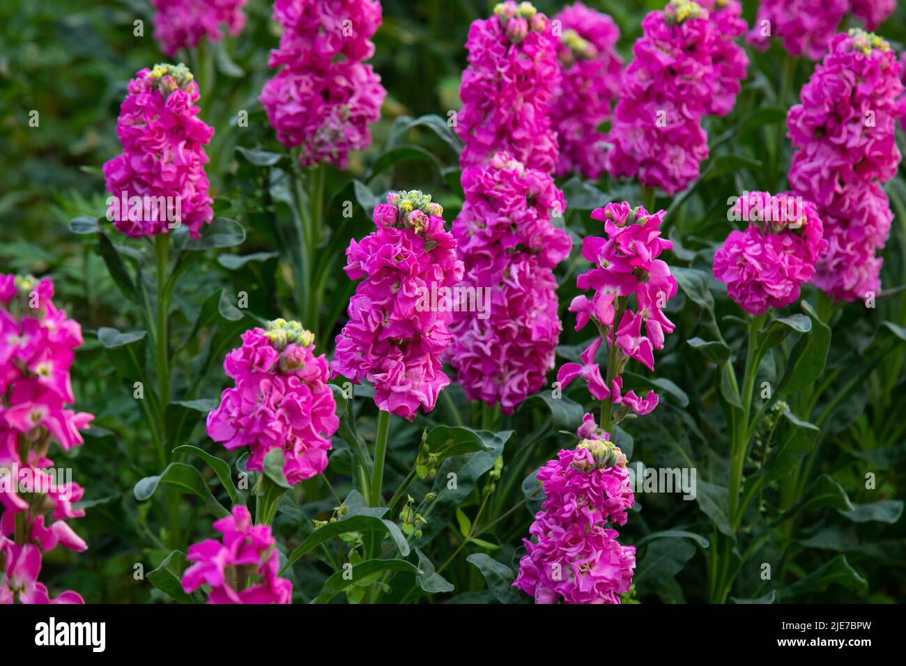 Pianta di matthiola incana immagini e fotografie stock ad alta ...