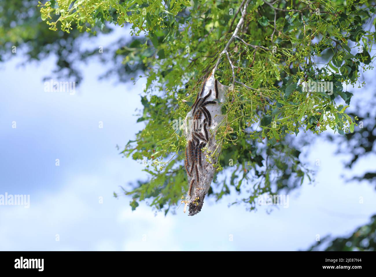 Eriogaster lanestris immagini e fotografie stock ad alta risoluzione ...
