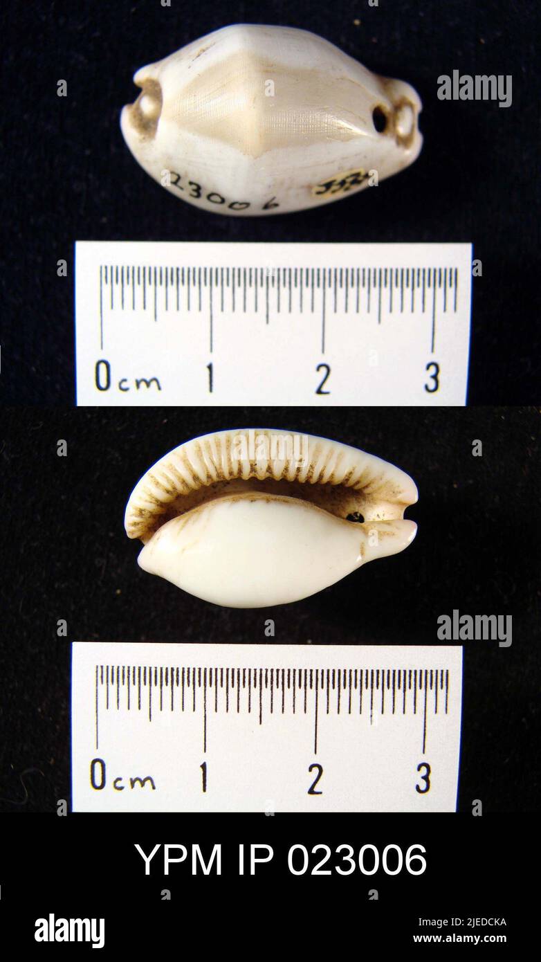 Ovula verrucosa immagini e fotografie stock ad alta risoluzione - Alamy
