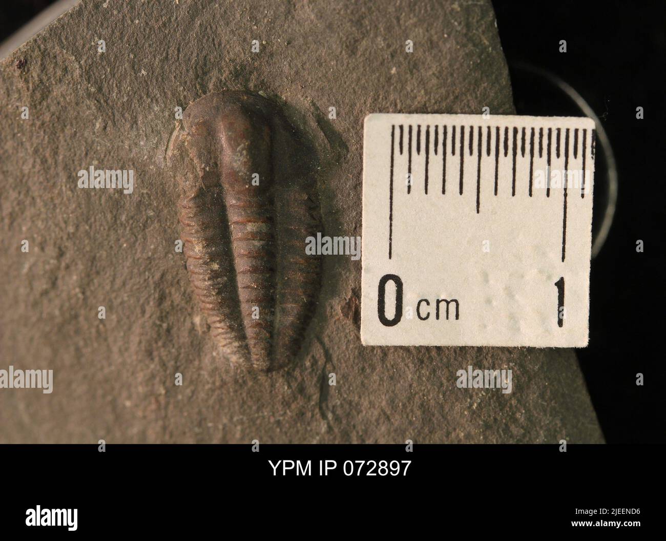 Ellipsocephalus hoffi immagini e fotografie stock ad alta risoluzione ...