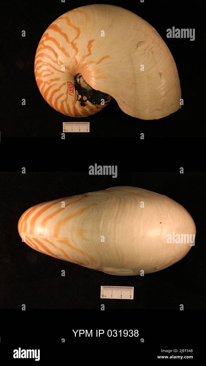 Shell nautilus pompilius living fossil invertebrates cephalopod ...