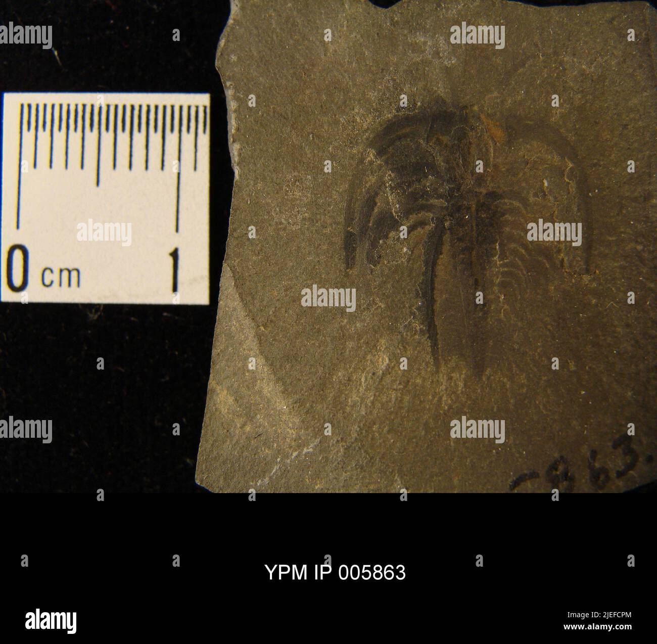 Marrella splendens immagini e fotografie stock ad alta risoluzione - Alamy