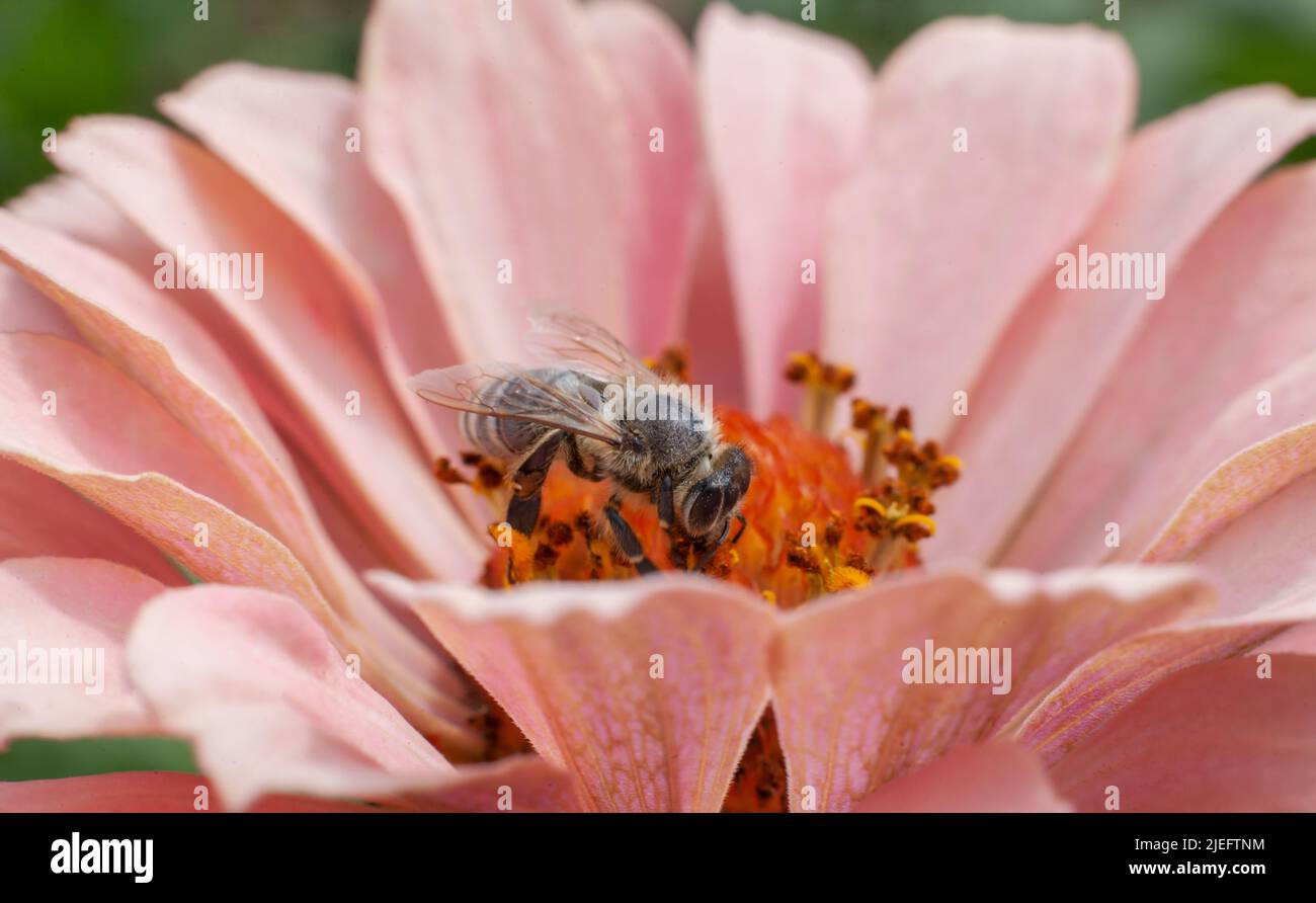 Disegno ape con fiore immagini e fotografie stock ad alta risoluzione ...