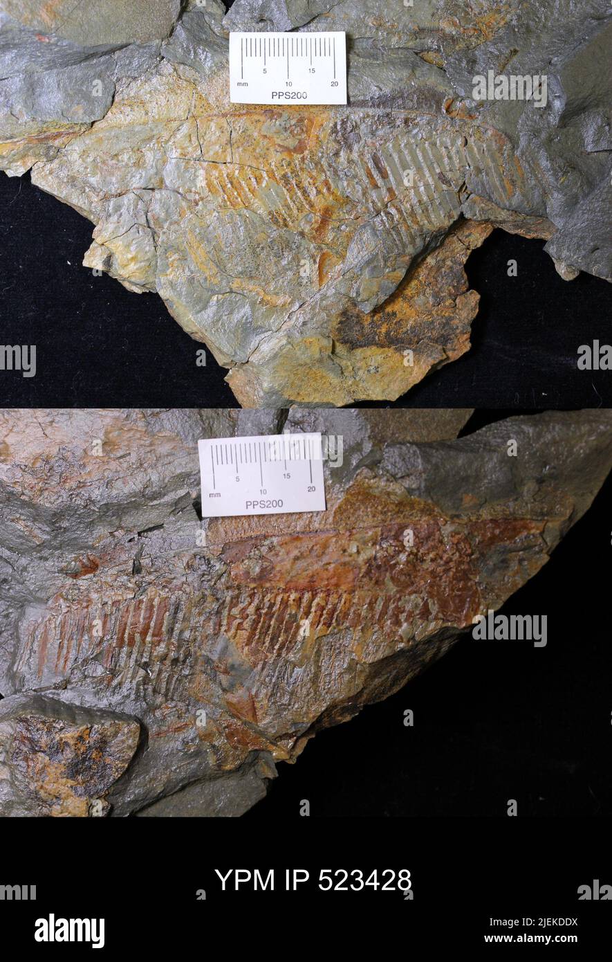 Aegirocassis benmoulae van roy et al immagini e fotografie stock ad ...