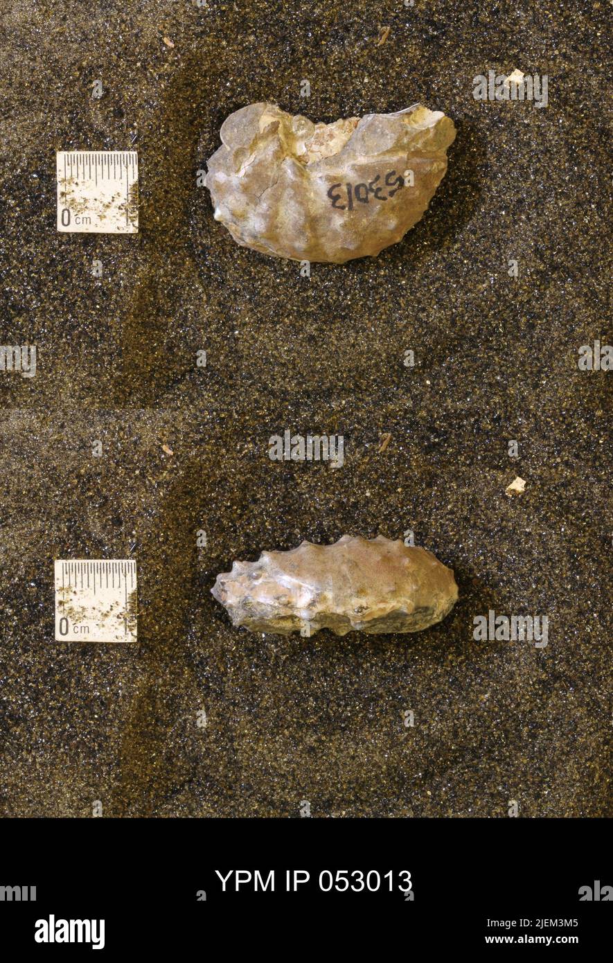 Discoscaphites gulosus immagini e fotografie stock ad alta risoluzione ...