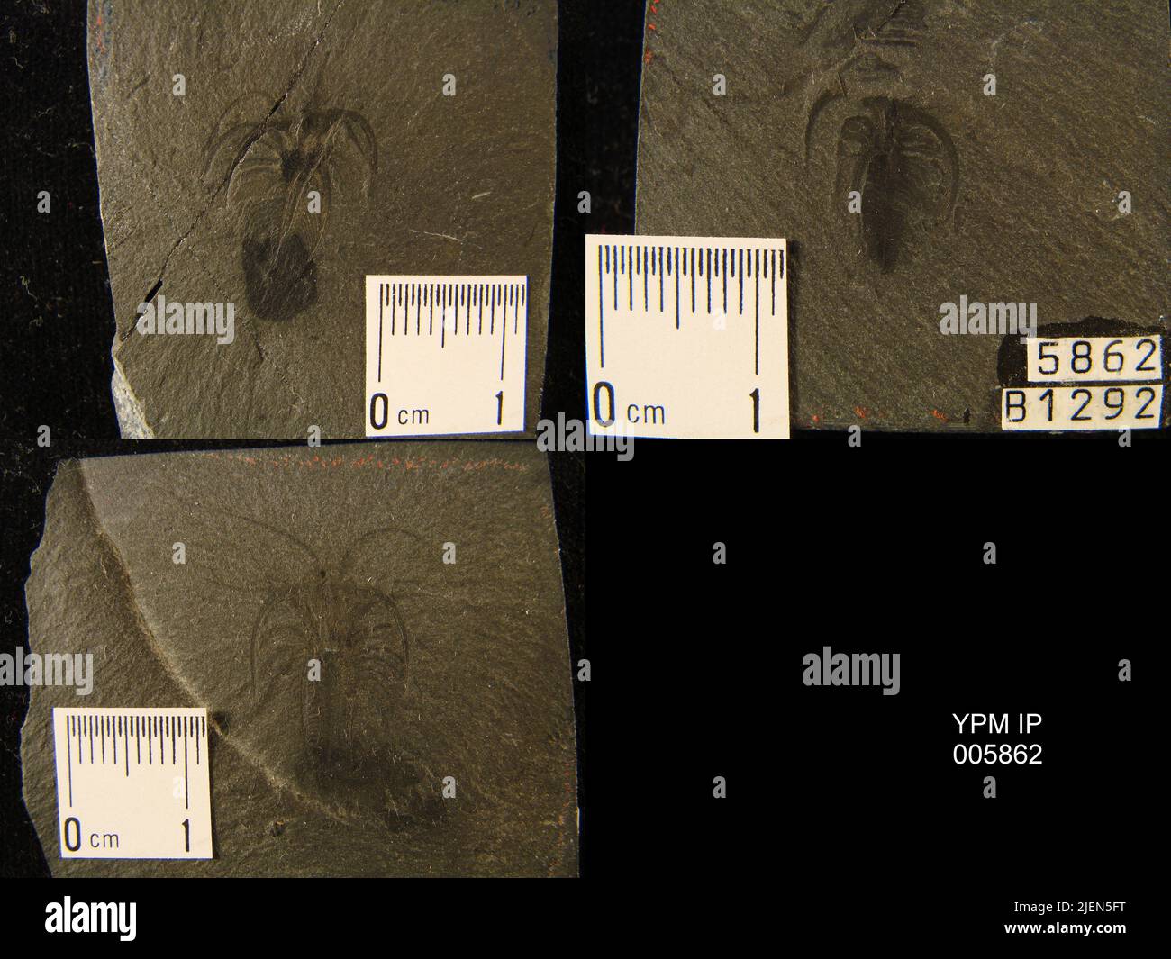 Marrella splendens immagini e fotografie stock ad alta risoluzione - Alamy