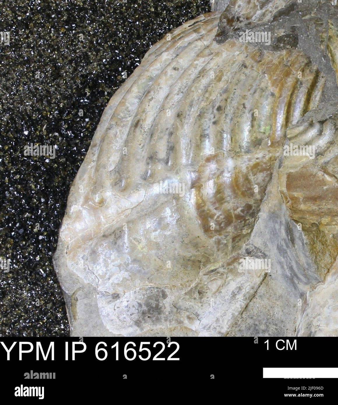 Inoceramus crippsii barabini morton animalia immagini e fotografie ...