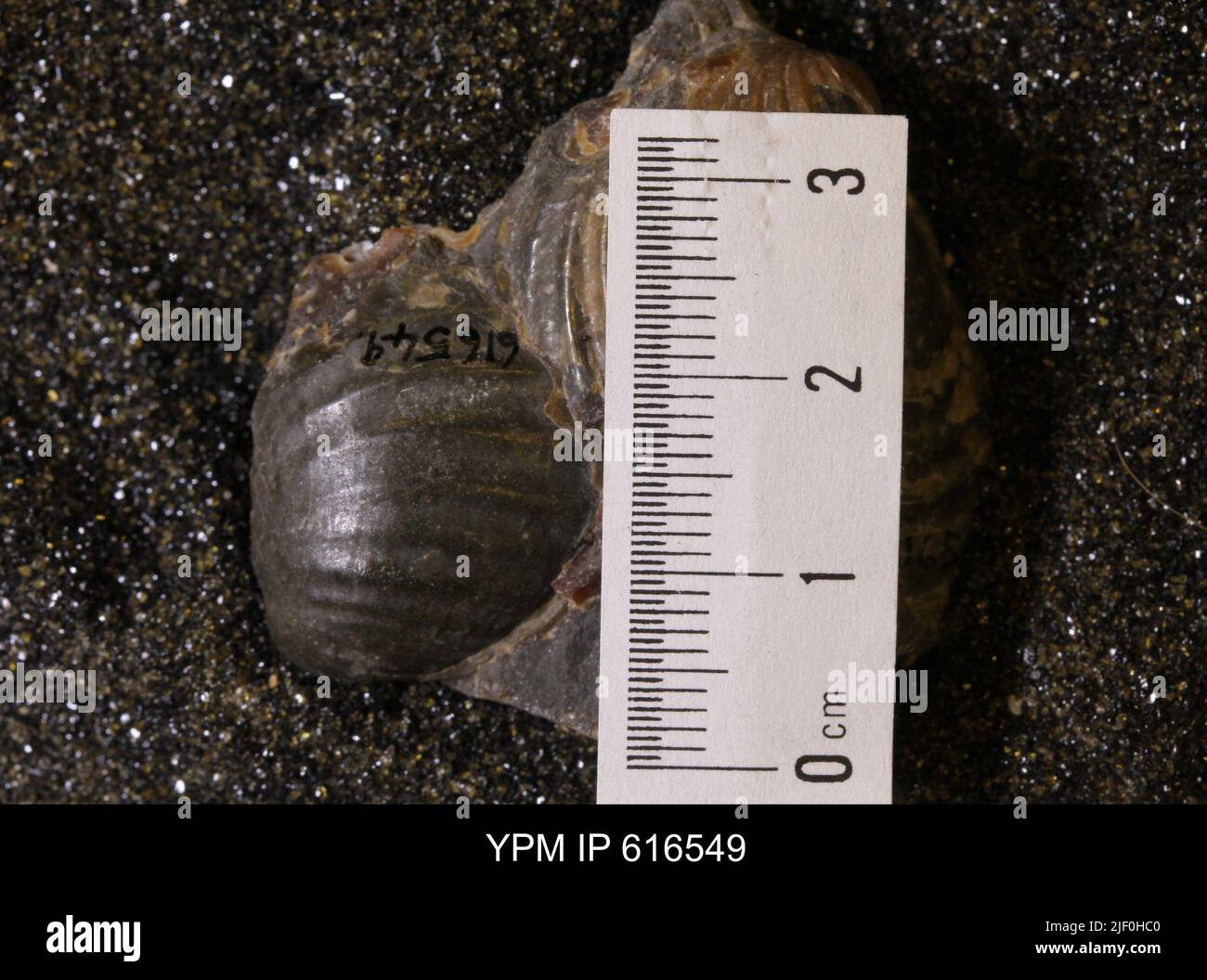 Inoceramus crippsii barabini morton animalia immagini e fotografie ...