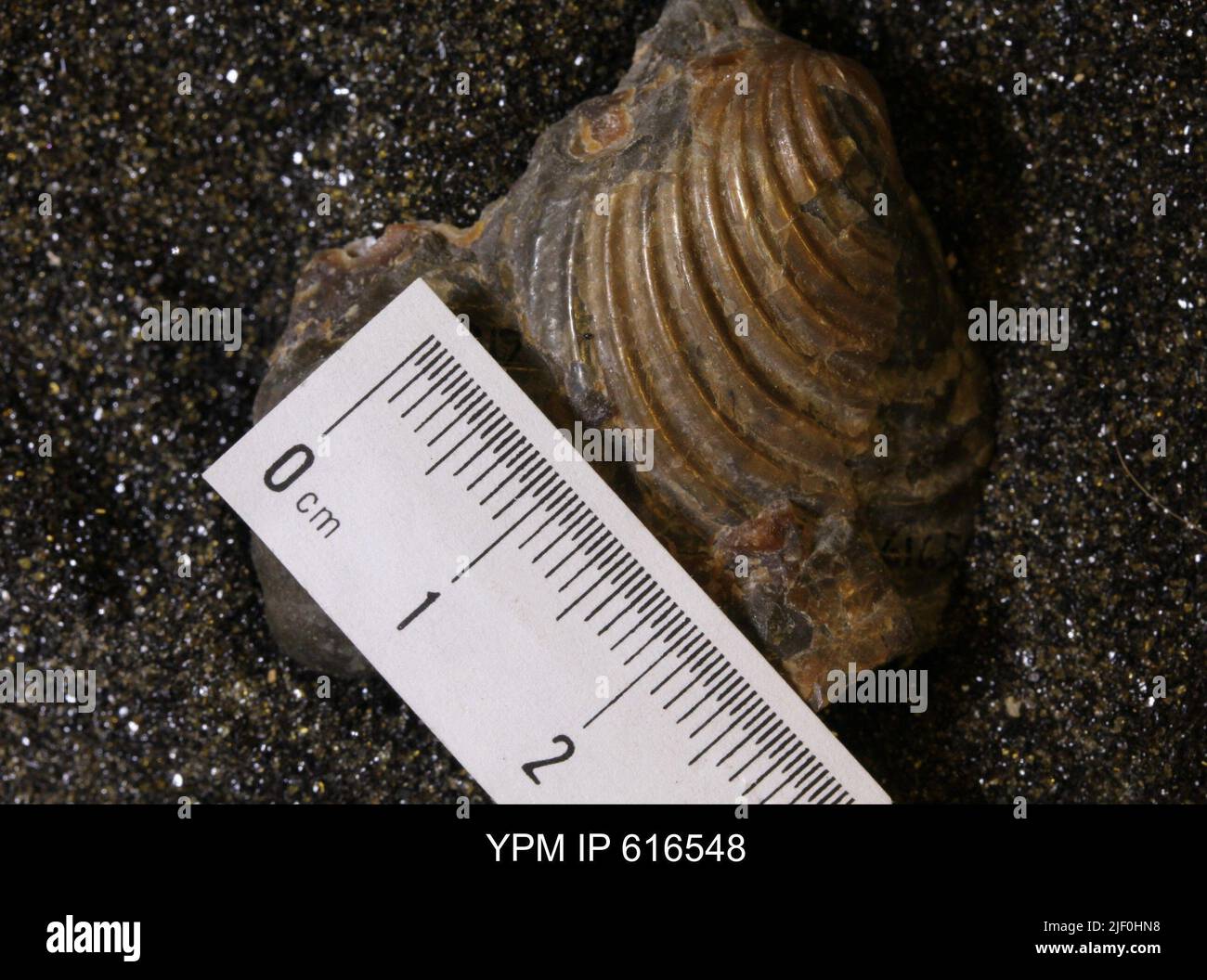 Inoceramus crippsii barabini morton animalia immagini e fotografie ...