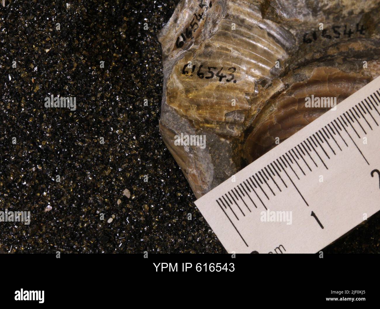 Inoceramus crippsii barabini morton animalia immagini e fotografie ...