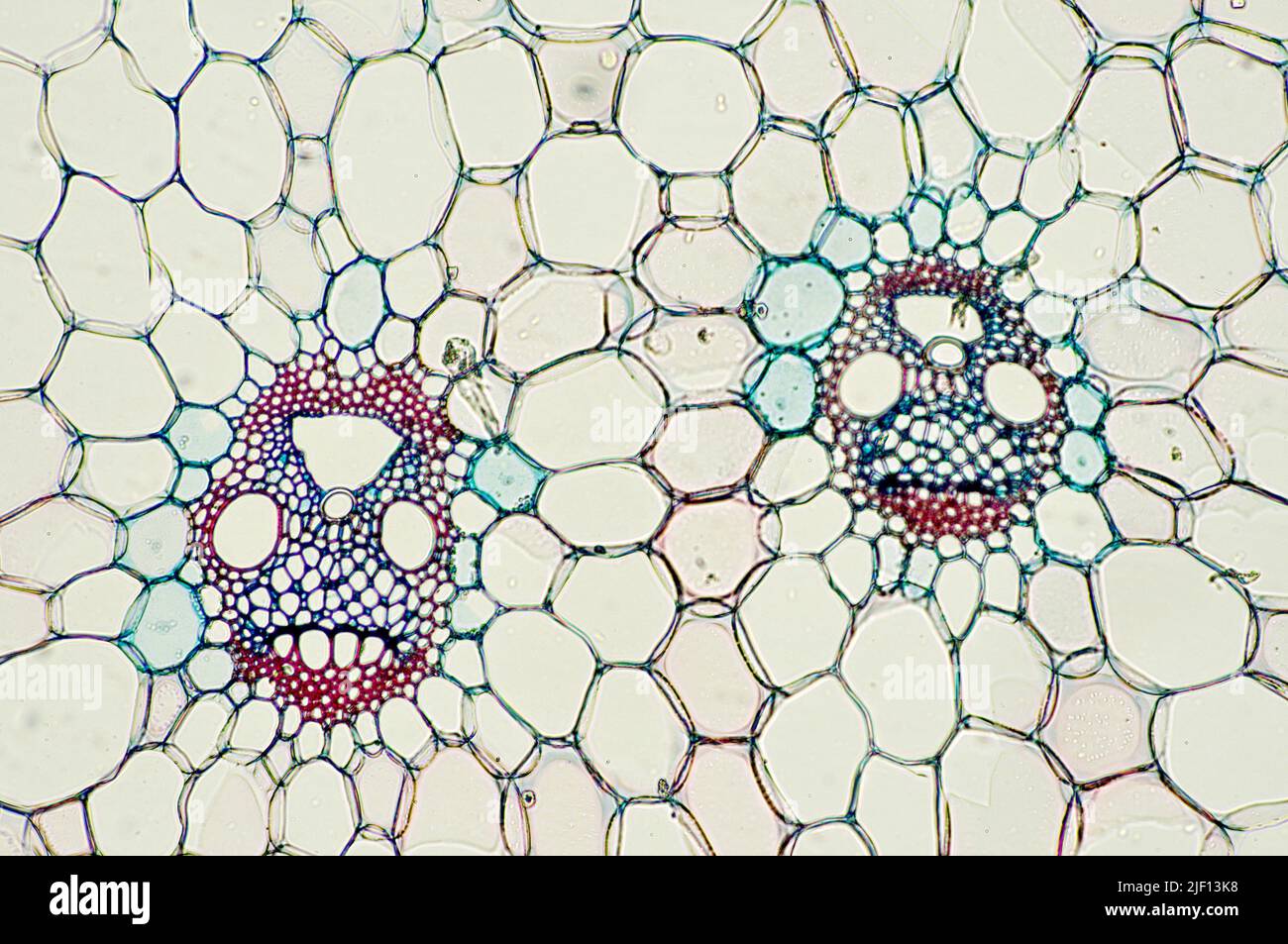 Fascio vascolare immagini e fotografie stock ad alta risoluzione - Alamy