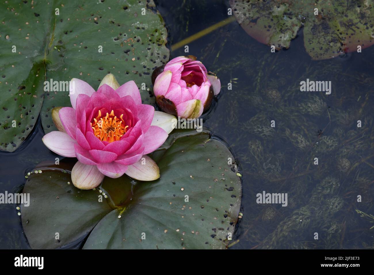 Ninfee rosa monet immagini e fotografie stock ad alta risoluzione - Alamy