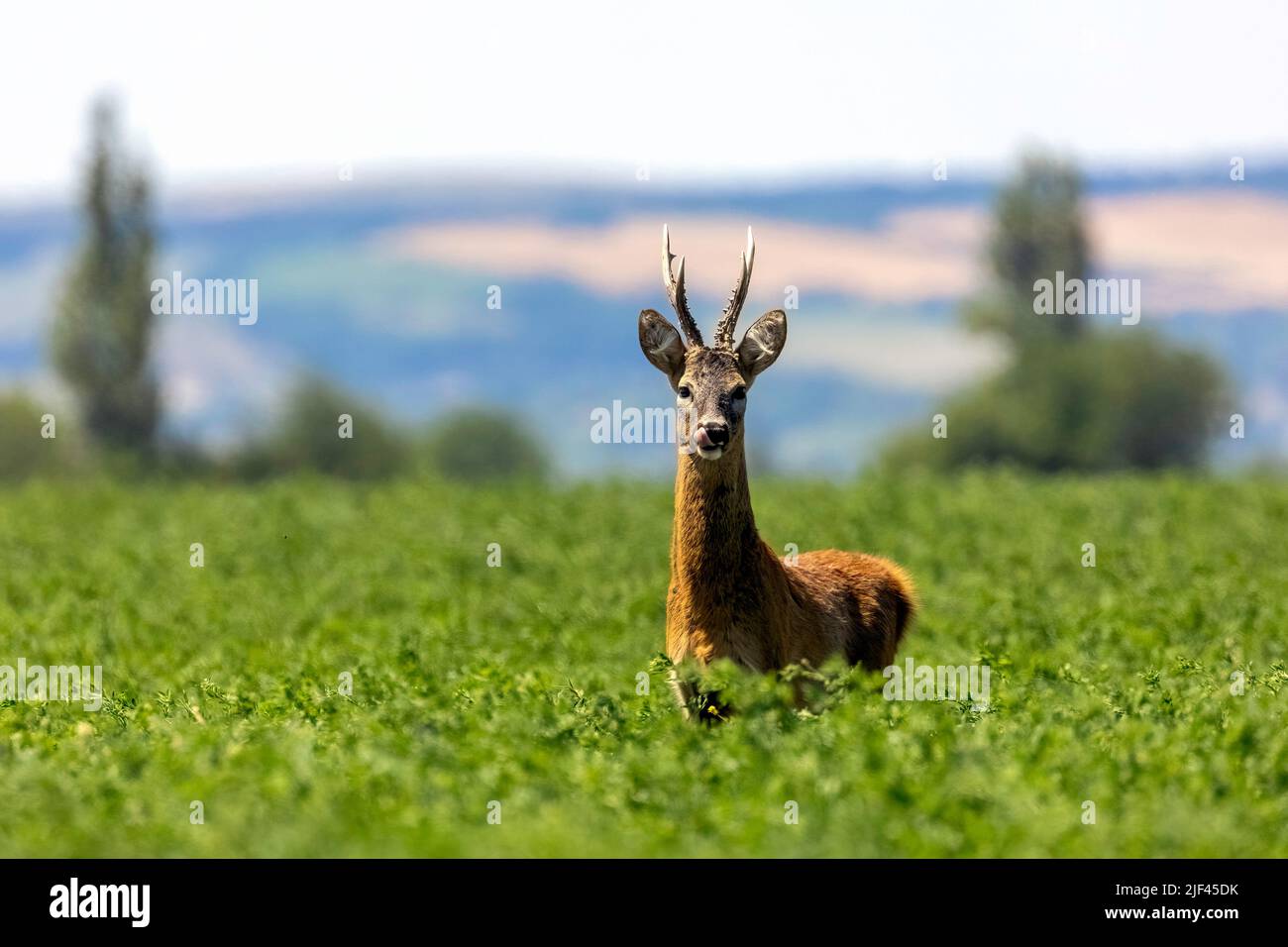 Trofeo di capriolo immagini e fotografie stock ad alta risoluzione - Alamy