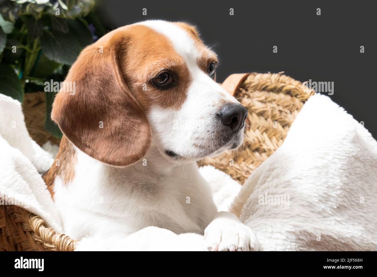 Portrait de beagle immagini e fotografie stock ad alta risoluzione - Alamy