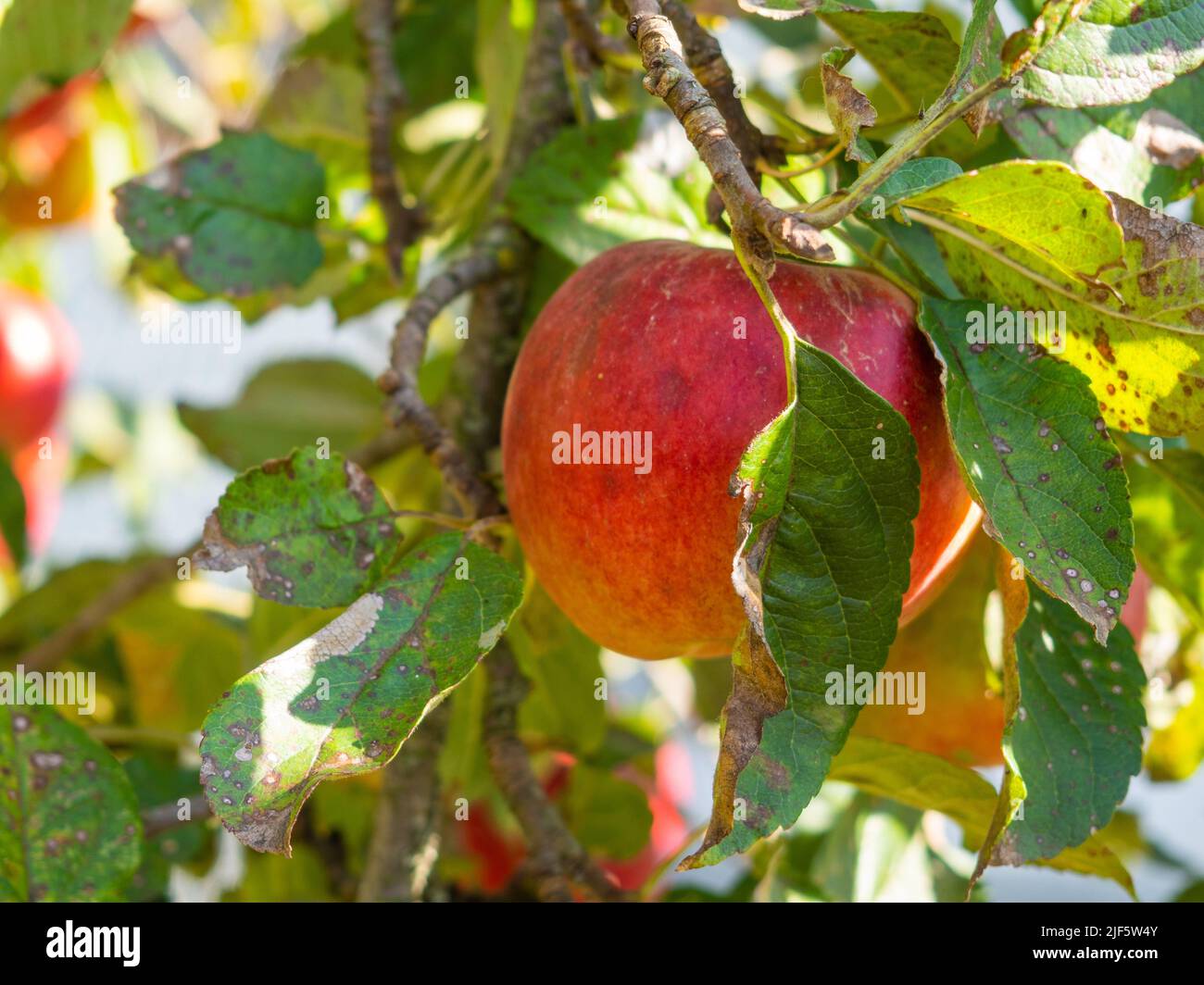 Monilia fructigena immagini e fotografie stock ad alta risoluzione - Alamy