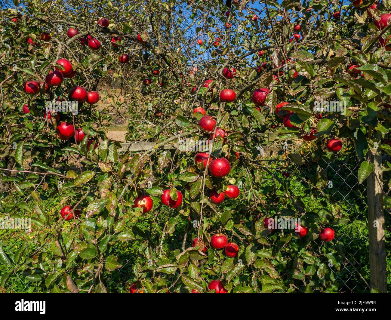Monilia fungus immagini e fotografie stock ad alta risoluzione - Alamy