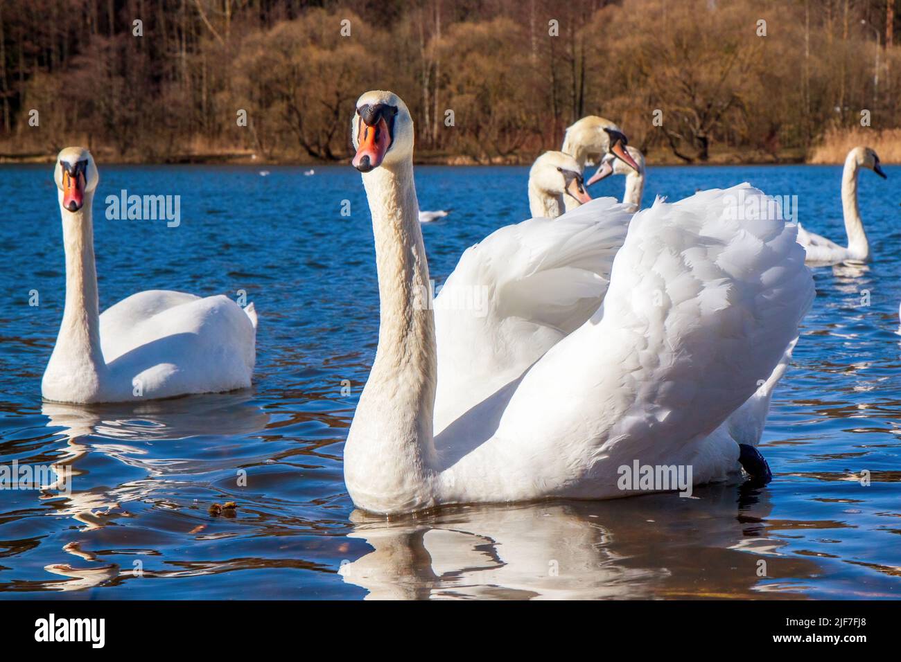 Sfondo di cigni bianchi immagini e fotografie stock ad alta risoluzione ...