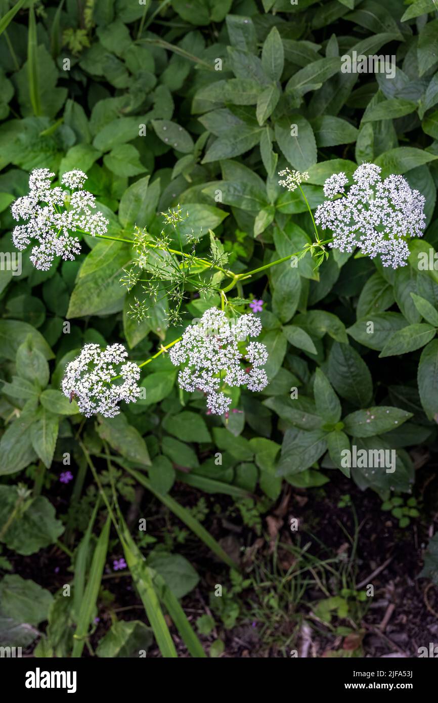 Cerfoglio selvatico prezzemolo di mucca immagini e fotografie stock ad ...
