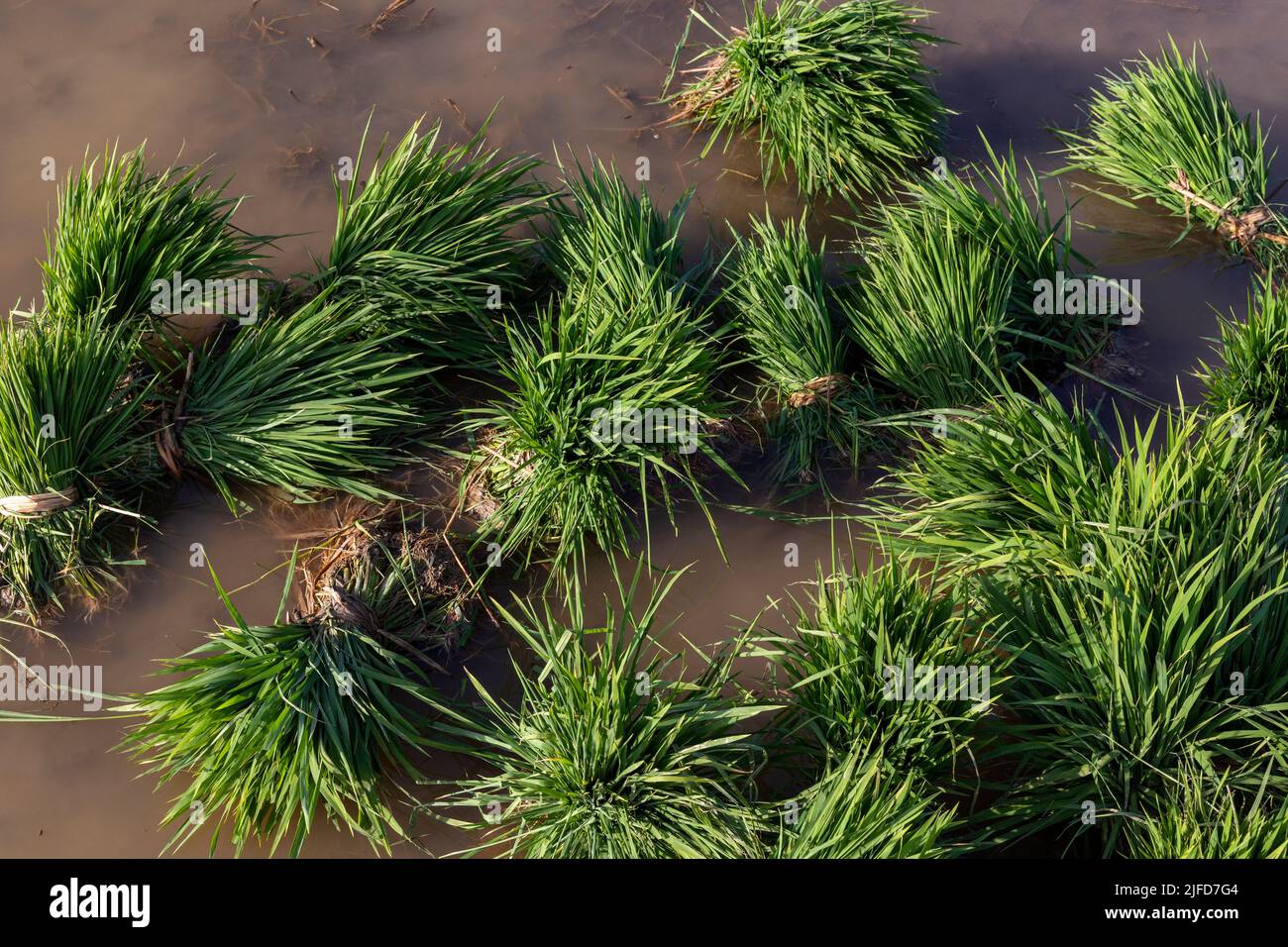 Campi di riso biologici immagini e fotografie stock ad alta risoluzione ...
