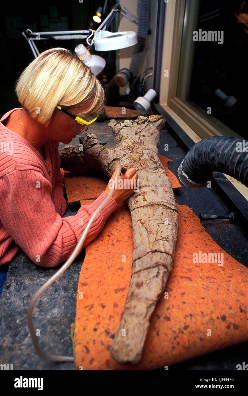 Fossile di dinosauro paleontologo immagini e fotografie stock ad alta ...