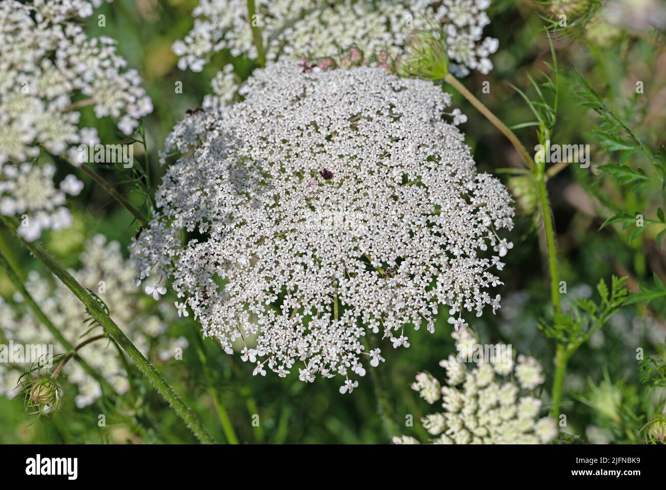 Wilde mohre daucus carota immagini e fotografie stock ad alta ...
