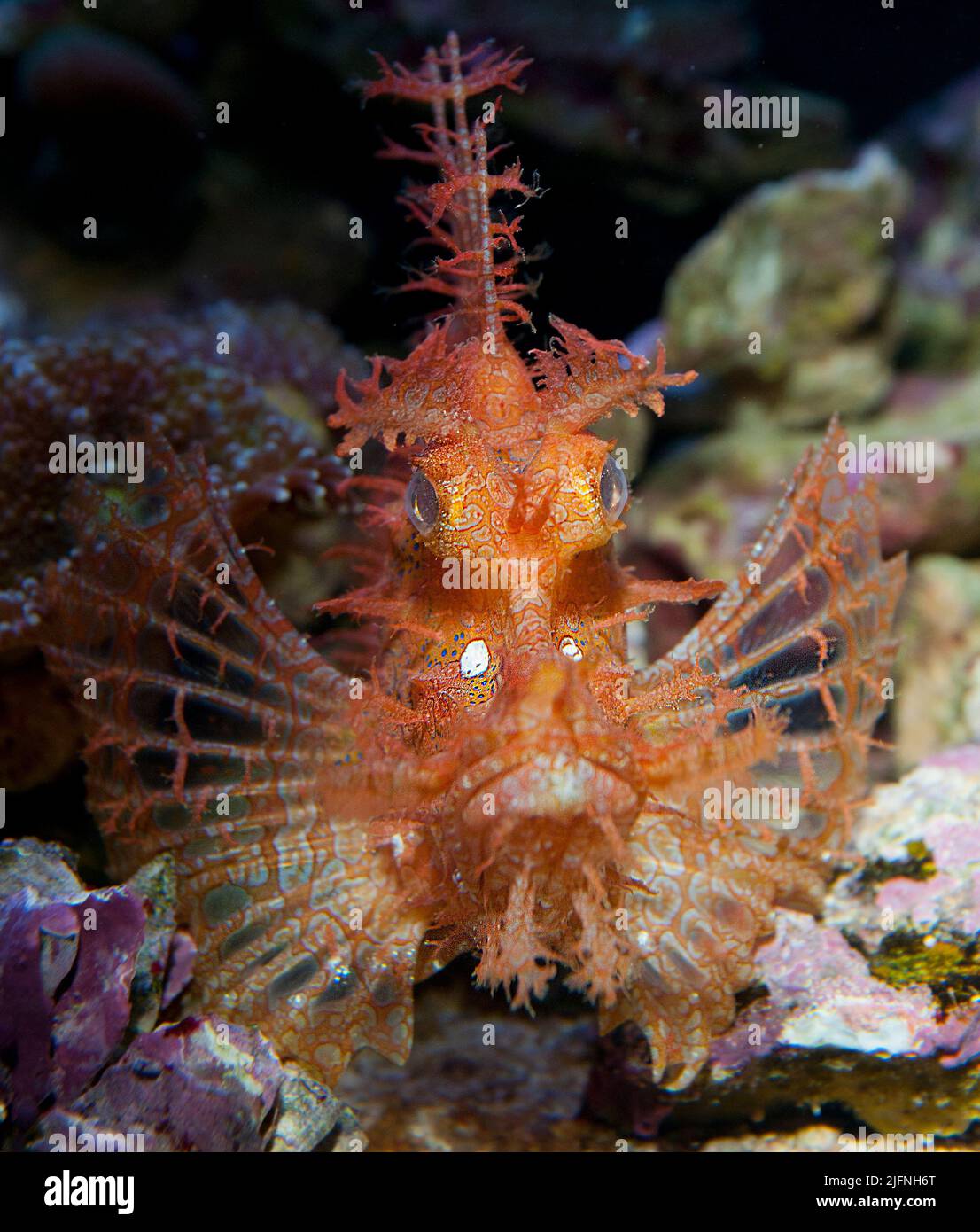 Weedy scorpionfish rhinopias frondosa immagini e fotografie stock ad ...