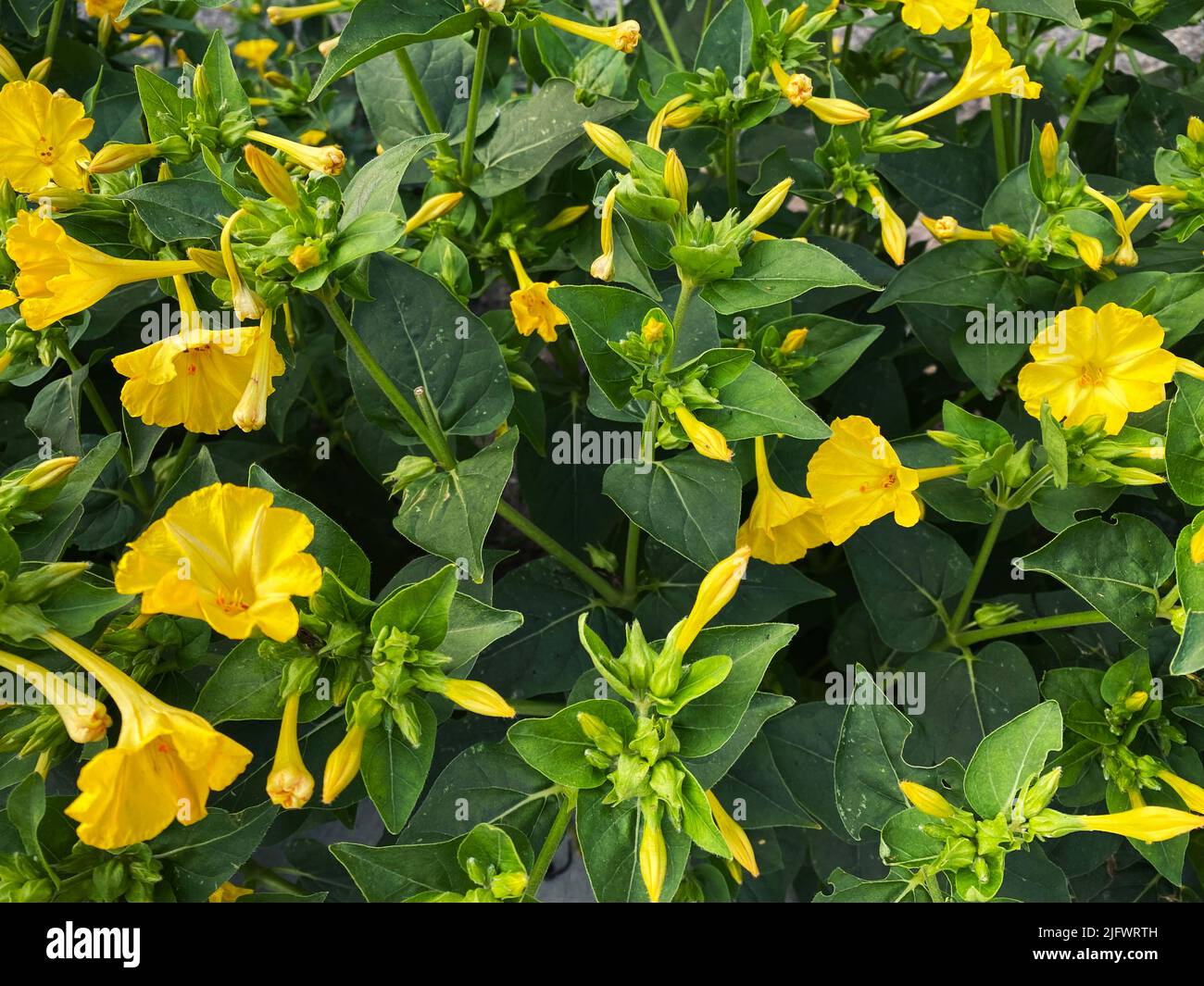 Falso jalap immagini e fotografie stock ad alta risoluzione - Alamy