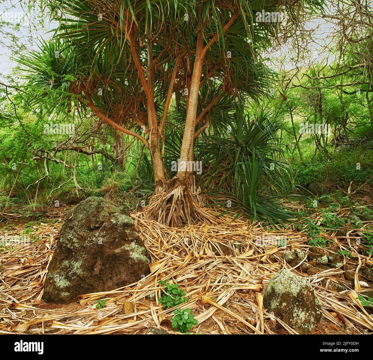 Alberi tropicali nella foresta pluviale hawaiana di Oahu ...