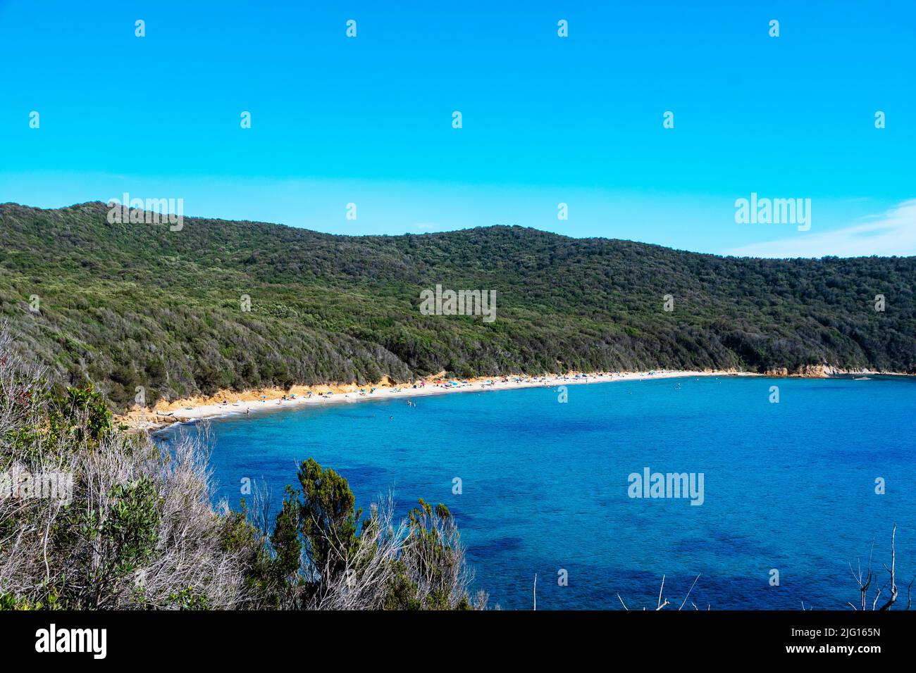 Cala violina immagini e fotografie stock ad alta risoluzione - Alamy
