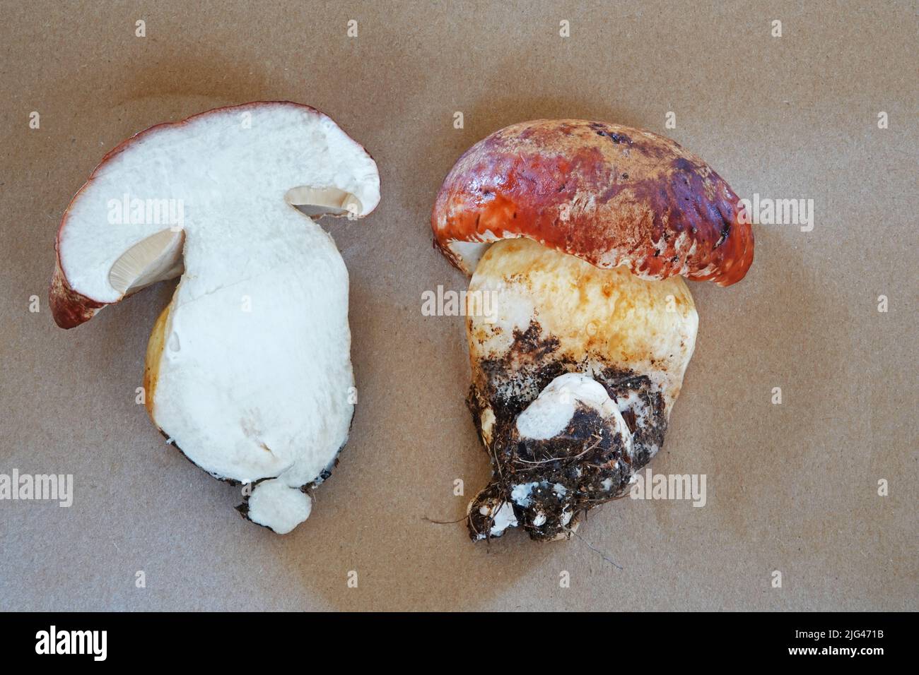 Anatomia del fungo immagini e fotografie stock ad alta risoluzione - Alamy