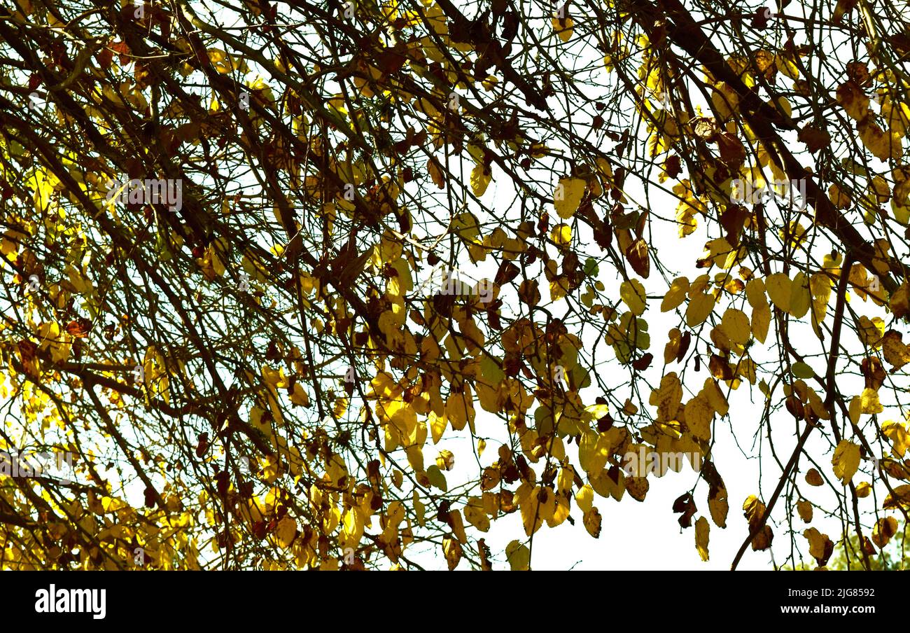Foglie gialle dell'albero immagini e fotografie stock ad alta ...