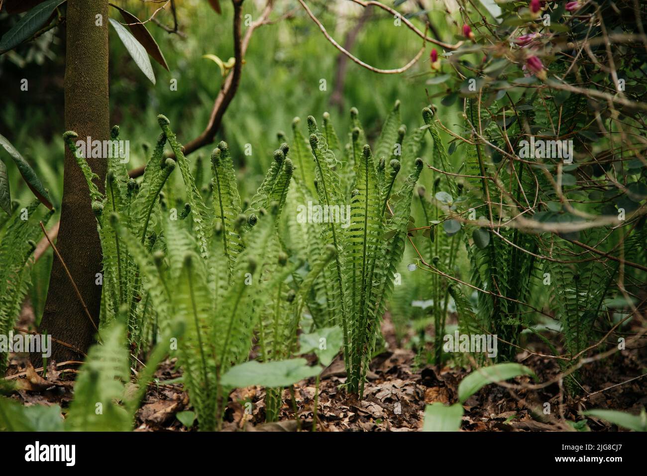 Ecosistema forestale di felci immagini e fotografie stock ad alta ...